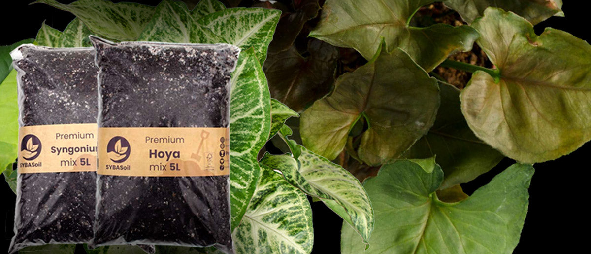Sustratos premium especiales para cada tipo de planta – Plantadecor