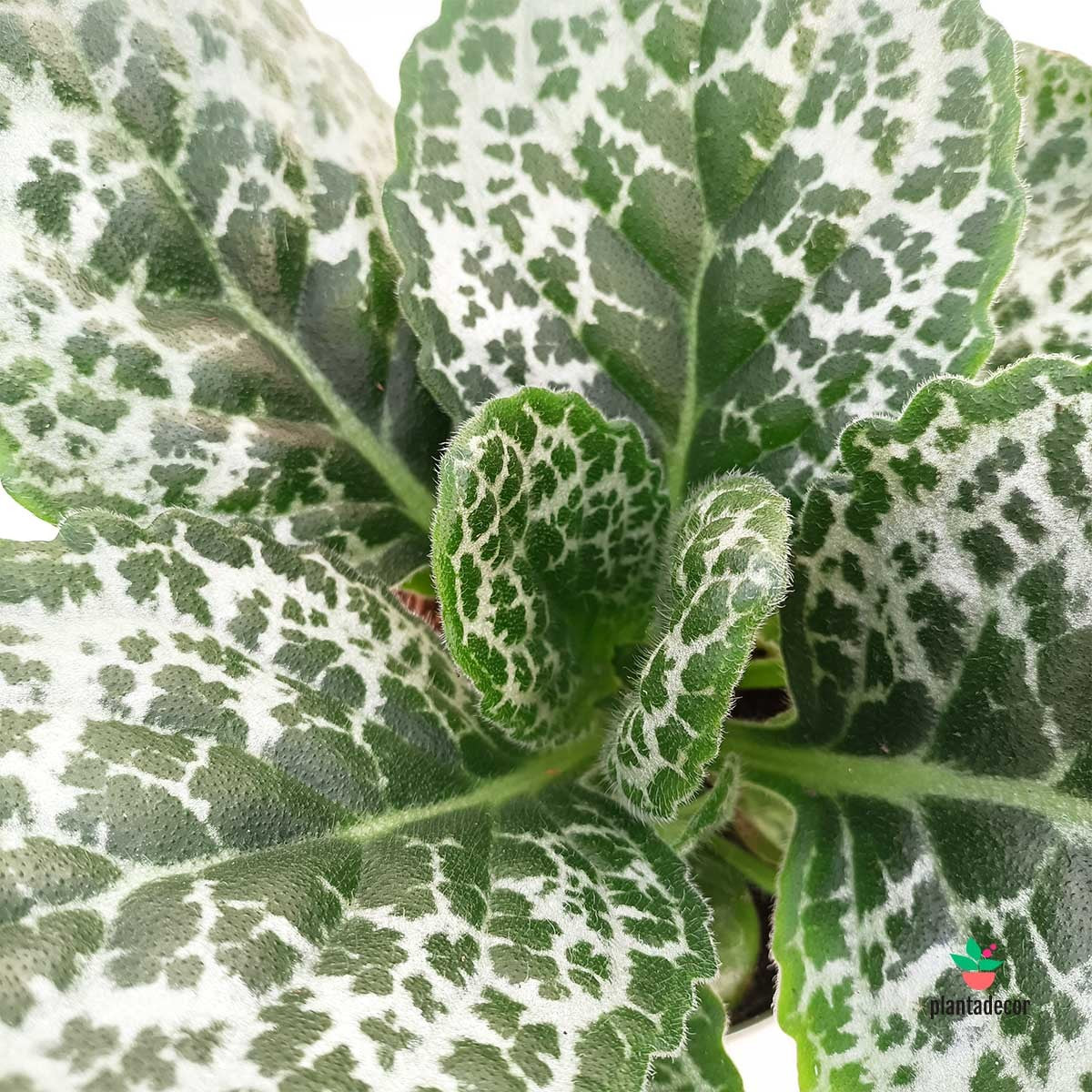 Streptocarpus Pretty Turtle – Plantadecor