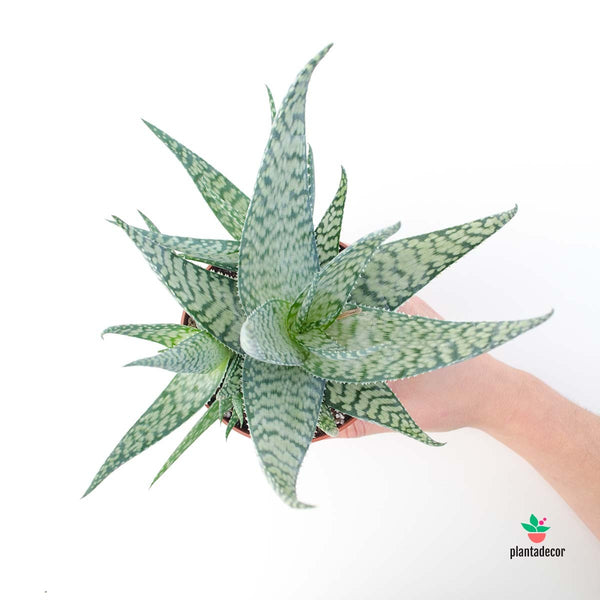 Aloe Bronze Lizard – Plantadecor
