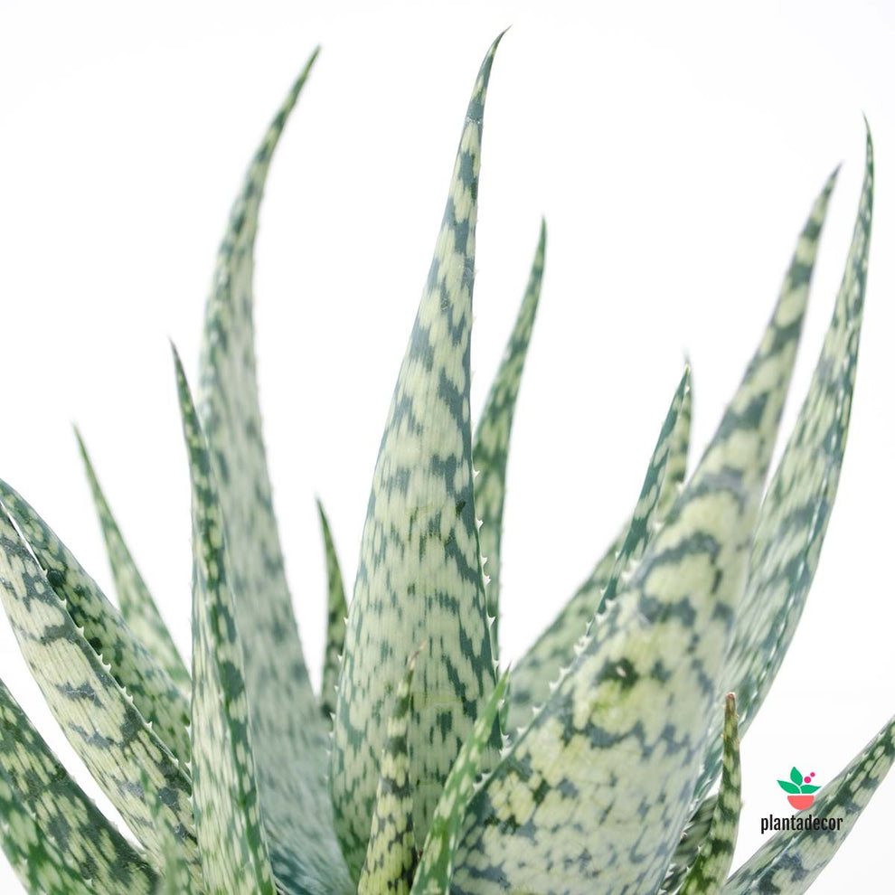 Aloe Bronze Lizard – Plantadecor