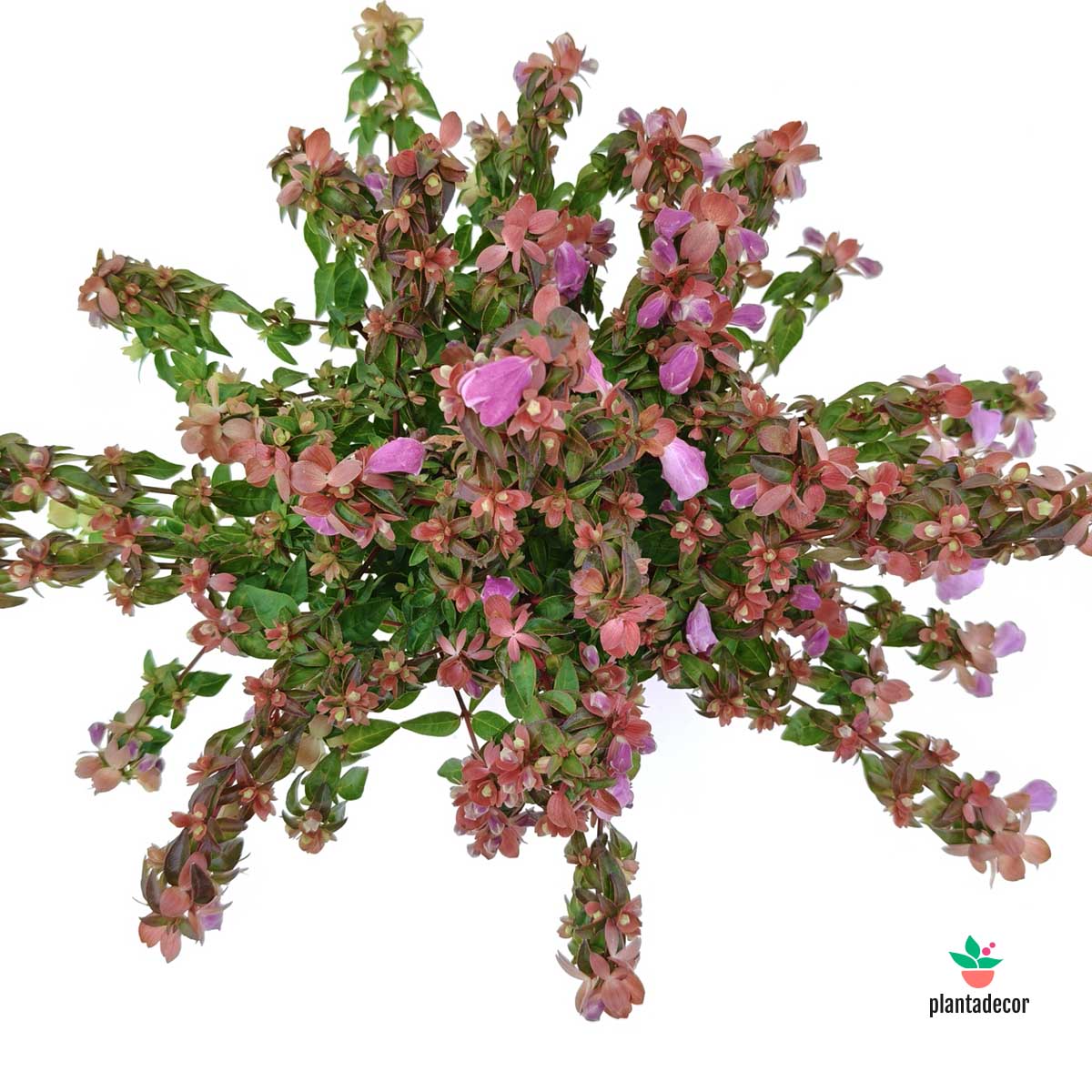 Abelia Edward Gouch – Plantadecor