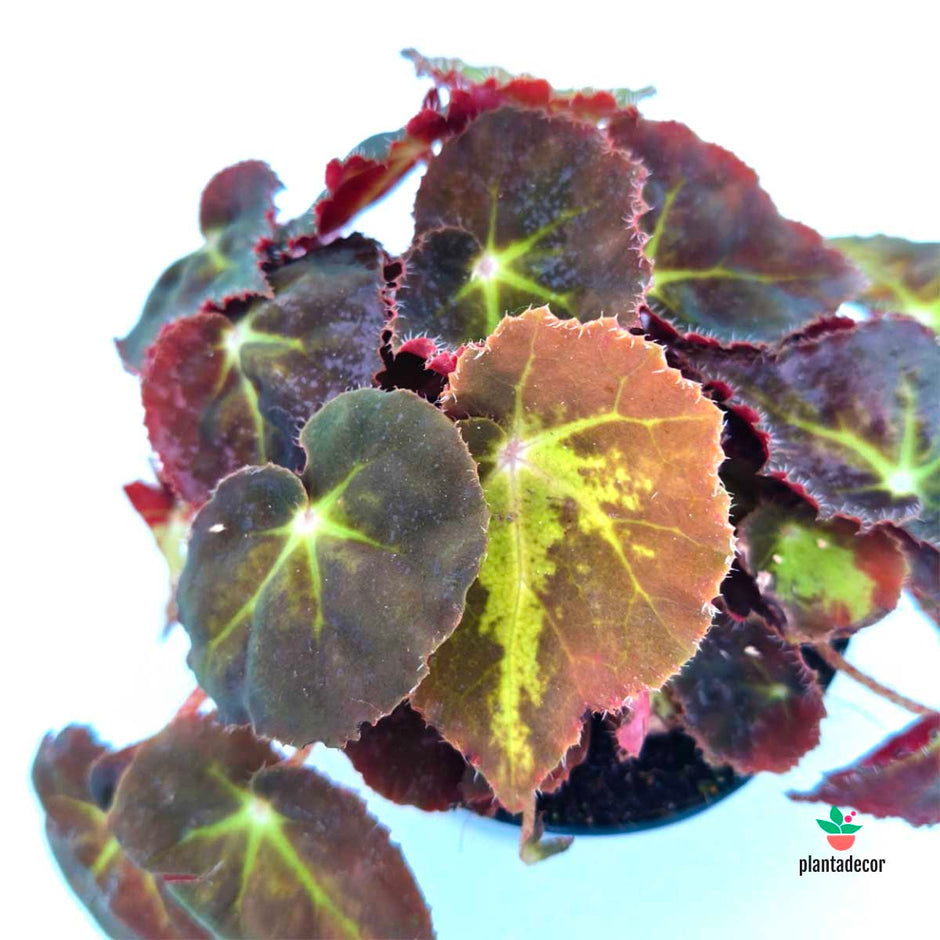 Plantadecor | Tienda Online de Plantas ⭐