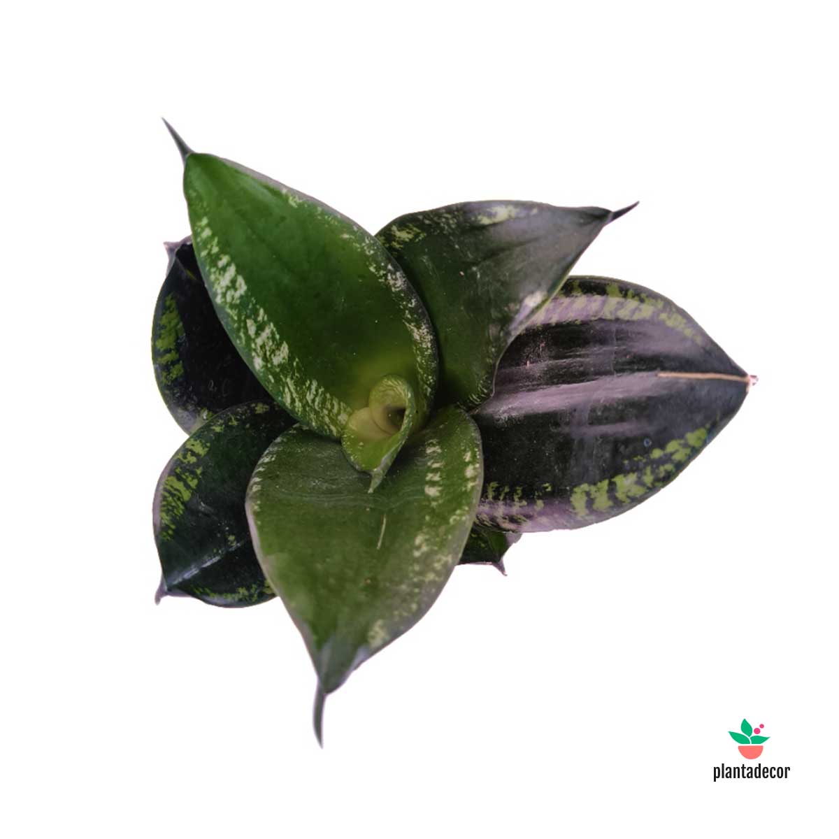 Sanseviera Trifasciata "Hahnii" – Plantadecor