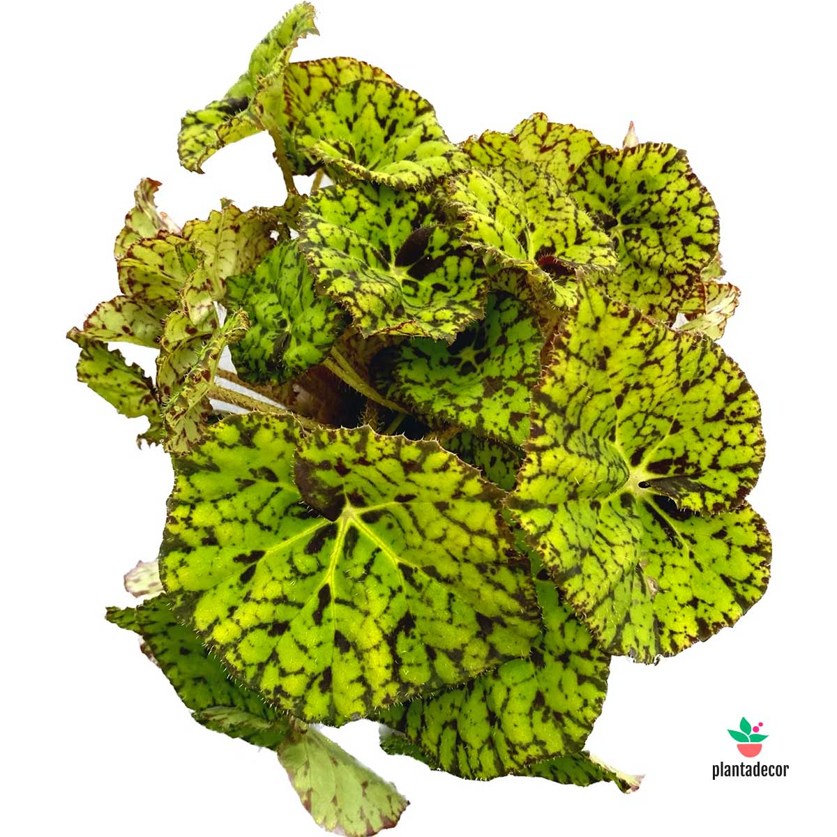 Begonia Lime Fever – Plantadecor