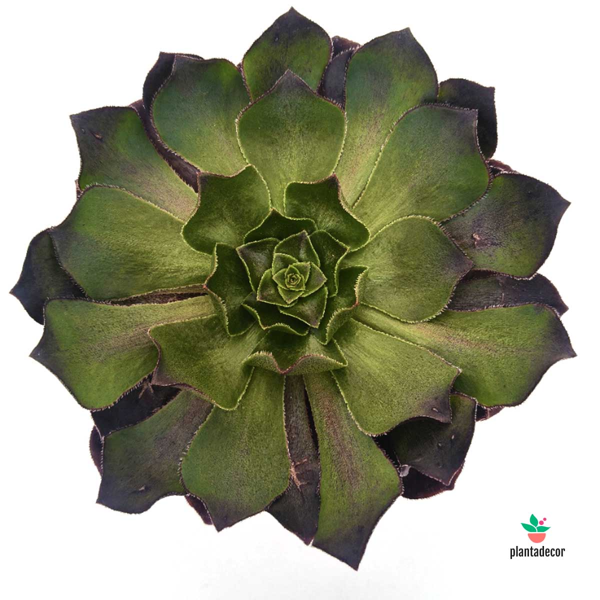 X Semponium Diamond – Plantadecor